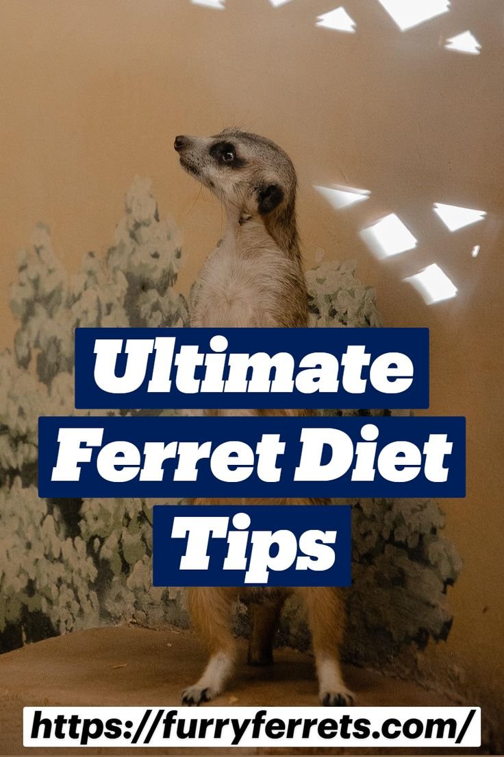 The Ultimate Guide to Ferret Diet: Keep fuzzy friend healthy