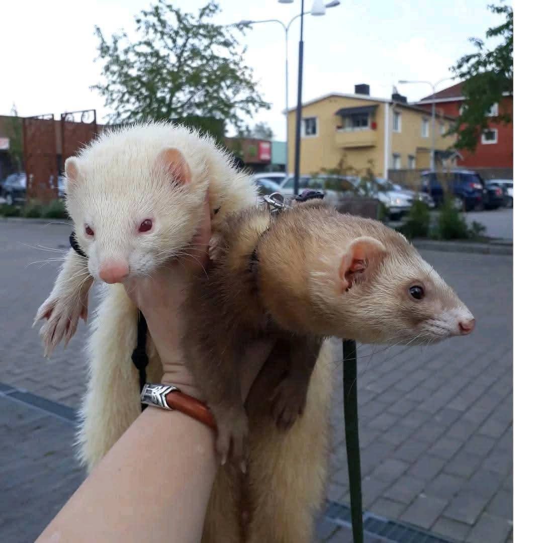 Baby Ferret Care Guide: Everything You Need to Know