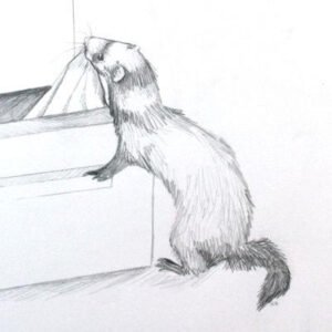 Ferret Drawing: A Complete Guide to Capturing Your playful