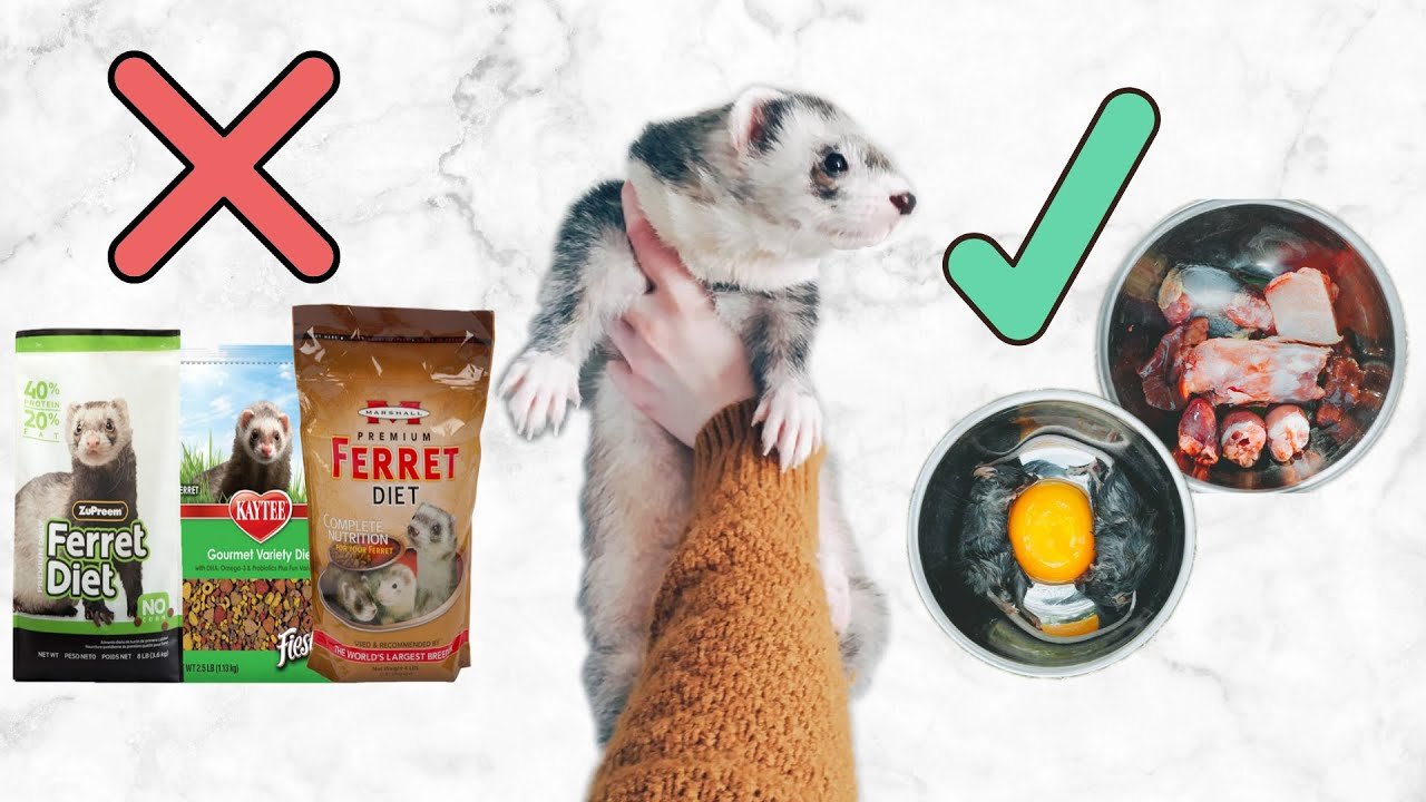 The Ultimate Guide to Ferret Diet: Keep fuzzy friend healthy
